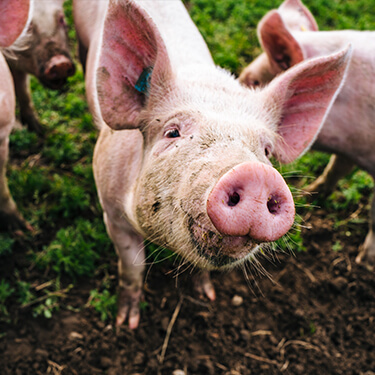 Our Range - Morgan Feed Supplies