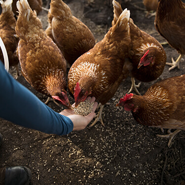 Our Range - Morgan Feed Supplies